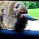 Hidden Valley Animal Adventure | Buffalo, NY & Erie, PA | Safari Park