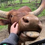 Hidden Valley Animal Adventure | Buffalo, NY & Erie, PA | Safari Park