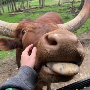 Hidden Valley Animal Adventure | Buffalo, NY & Erie, PA | Safari Park