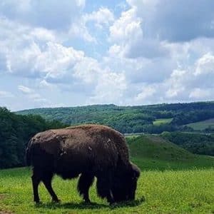 Hidden Valley Animal Adventure | Buffalo, NY & Erie, PA | Safari Park
