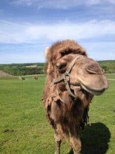 Animals of Hidden Valley - Varysburg, NY - Hidden Valley Animal Adventure