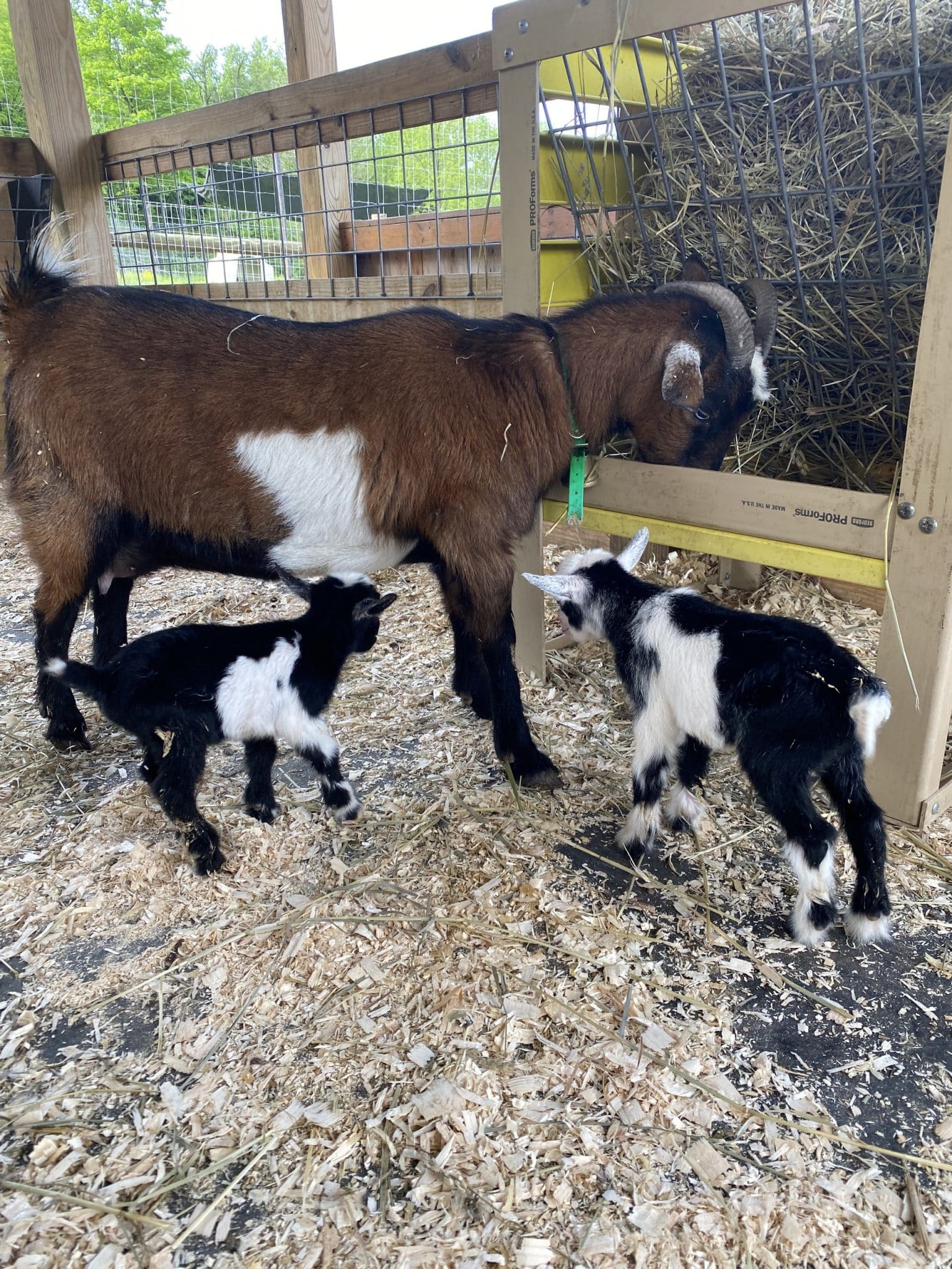 Small Animal Adventure Walk-Thru - Varysburg, NY - Hidden Valley Animal ...