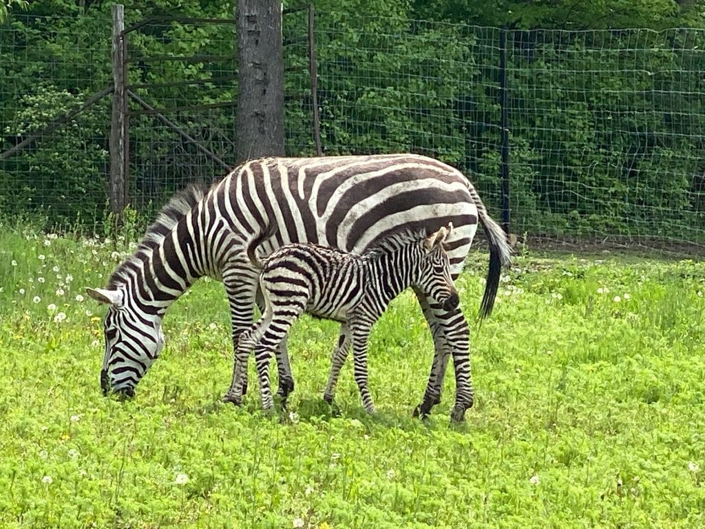 Animals of Hidden Valley - Varysburg, NY - Hidden Valley Animal Adventure