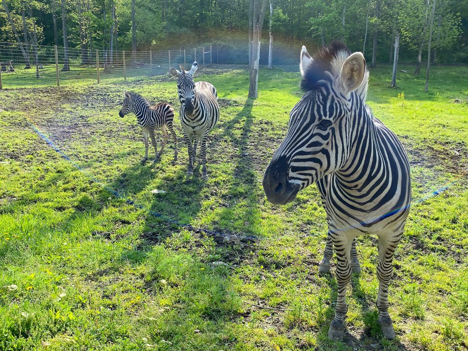 Animals of Hidden Valley - Varysburg, NY - Hidden Valley Animal Adventure