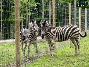 Animals of Hidden Valley - Varysburg, NY - Hidden Valley Animal Adventure