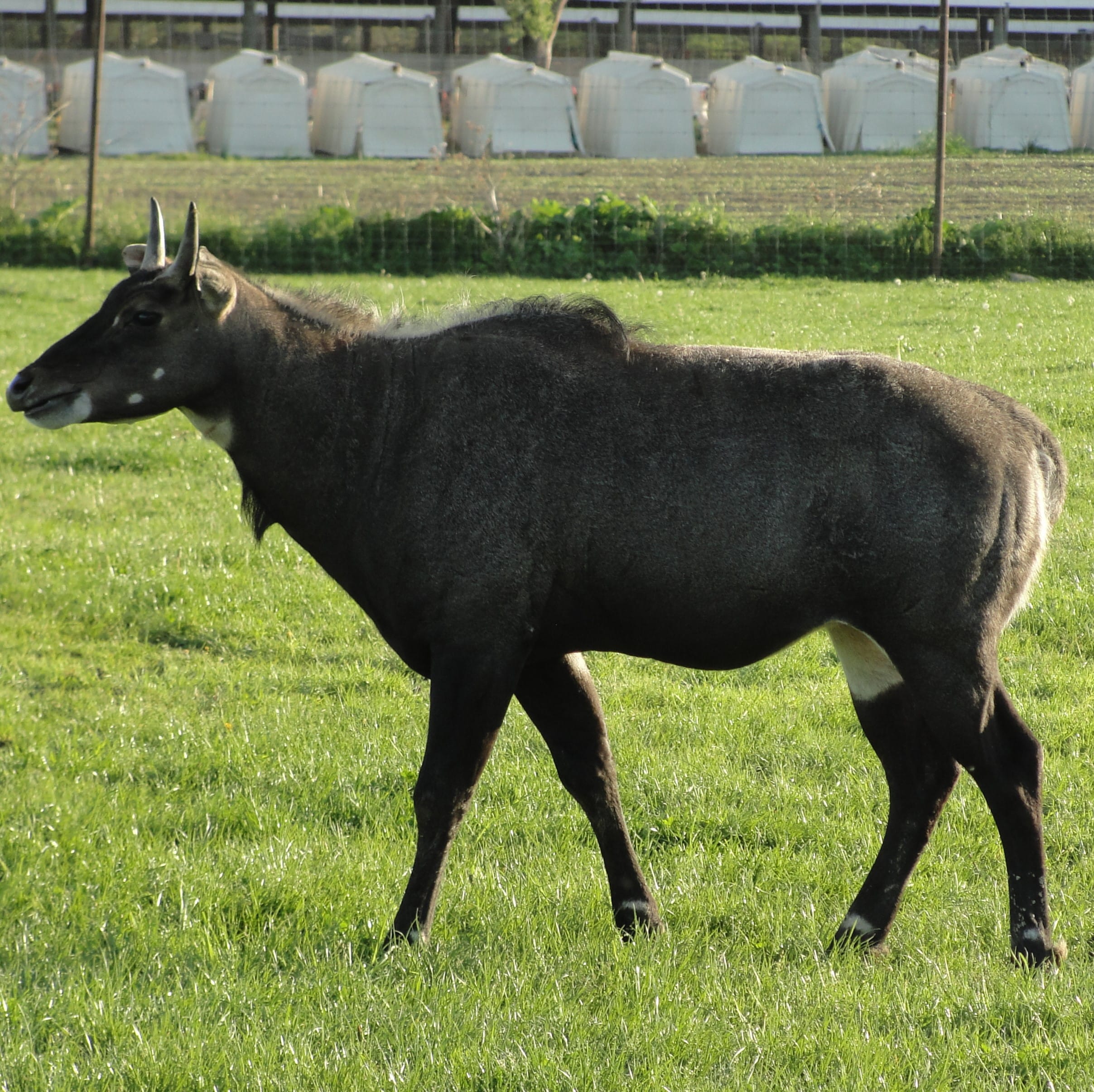 Nilgai - Varysburg, NY - Hidden Valley Animal Adventure
