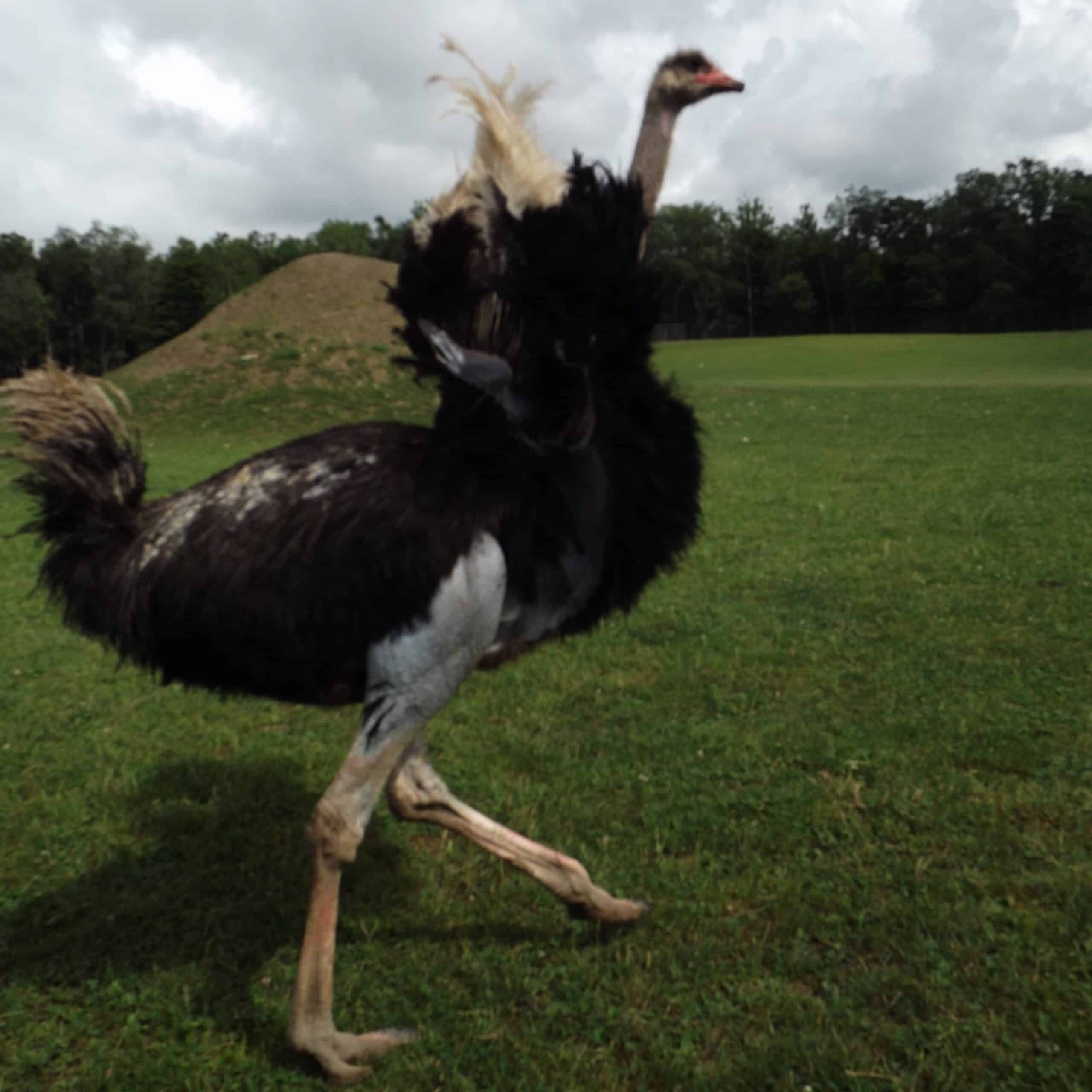 Ostrich - Varysburg, NY - Hidden Valley Animal Adventure